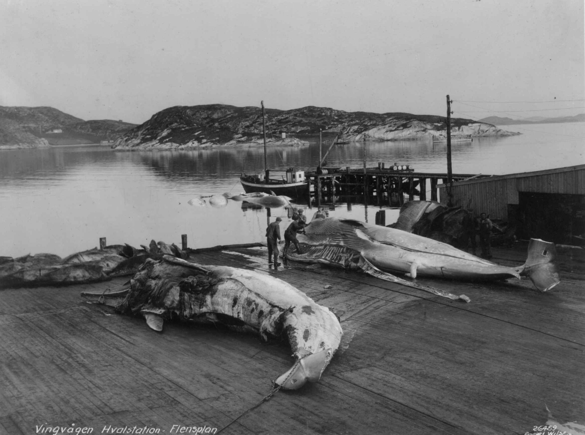 Hvalfangst - Norsk Folkemuseum / DigitaltMuseum
