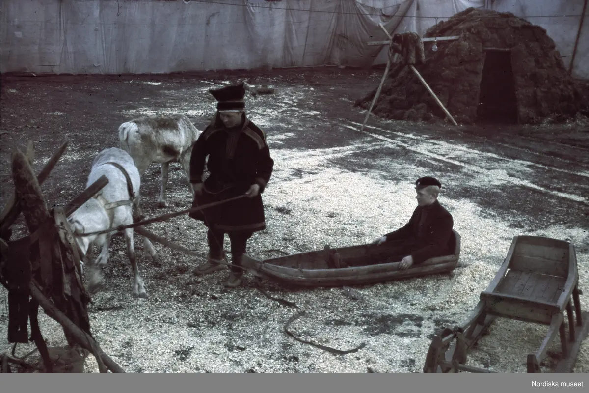 Same med renar och ackja där ung man sitter. I bakgrunden kåta ...