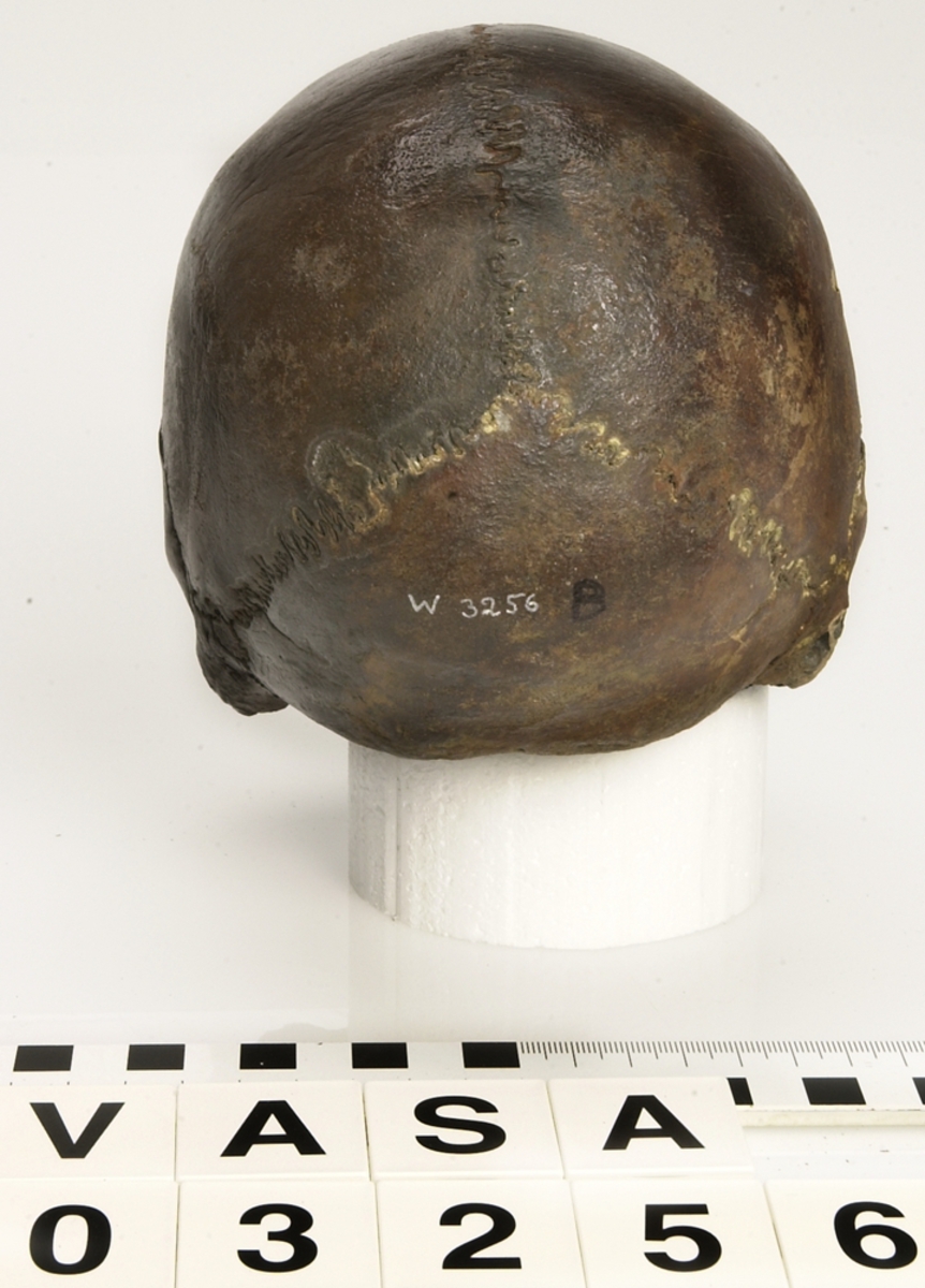 Kranium - Vasamuseet / DigitaltMuseum