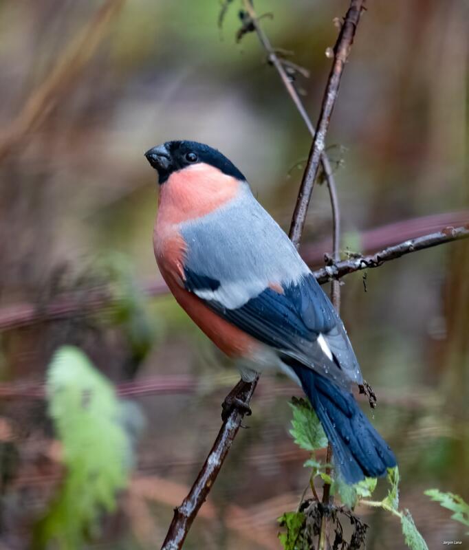 Dompap - Asker museum