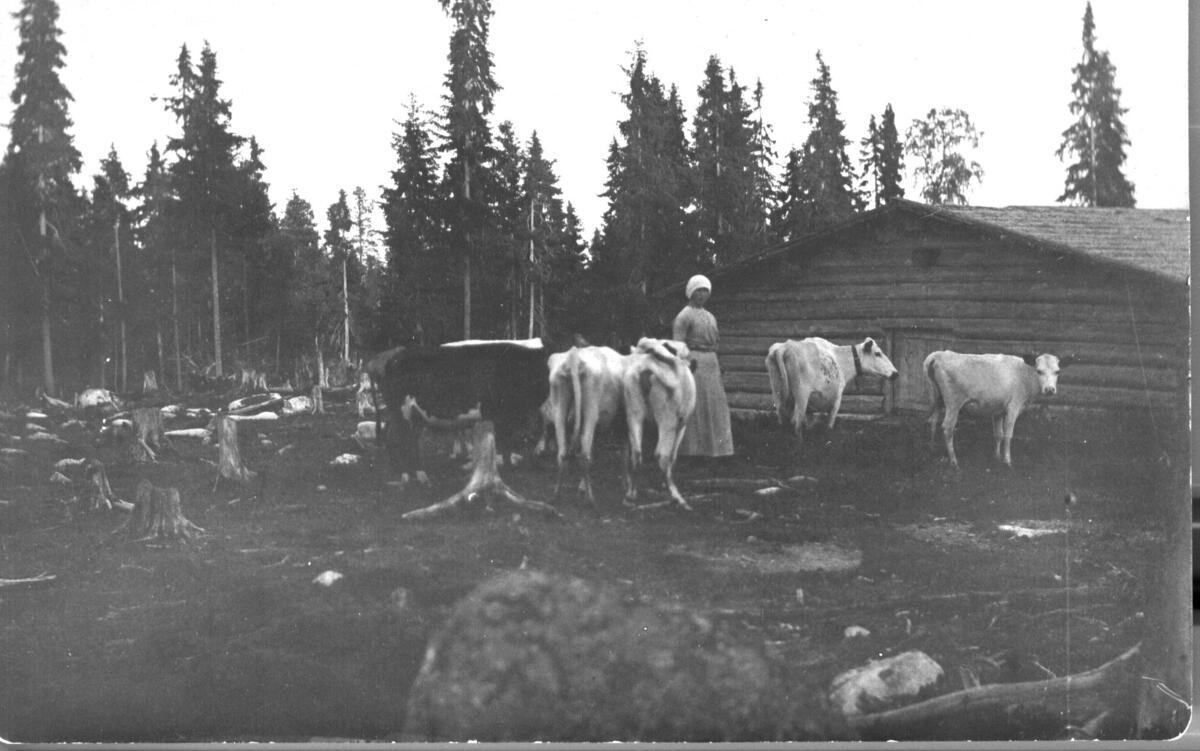 Tjälbodarna, Långsele. Hörde till Eden. Bojäntan heter Maria Jacobsson ...