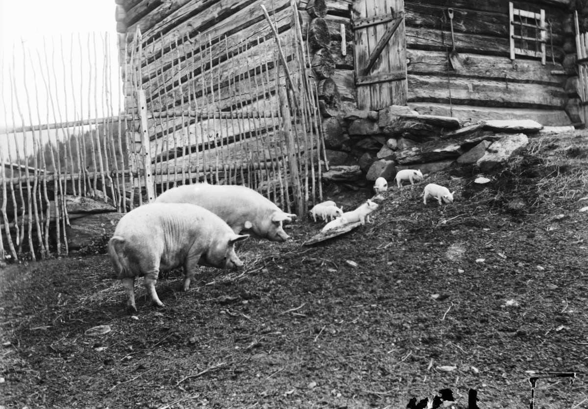 To griser og grisunger. - Maihaugen / DigitaltMuseum