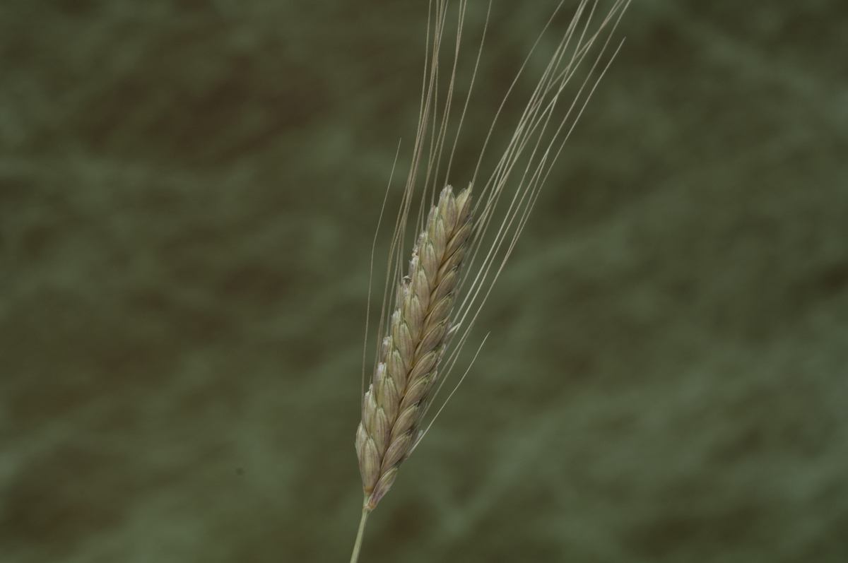 Korn. Hvete enkorn (Triticum monococcum). Gotland. - Arkeologisk museum ...