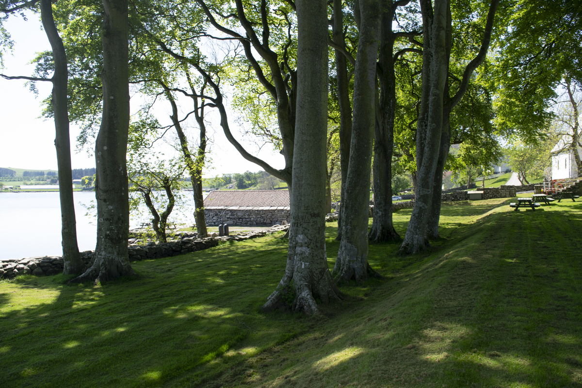 Trær rundt Utstein Kloster. - Arkeologisk museum, Universitetet i ...