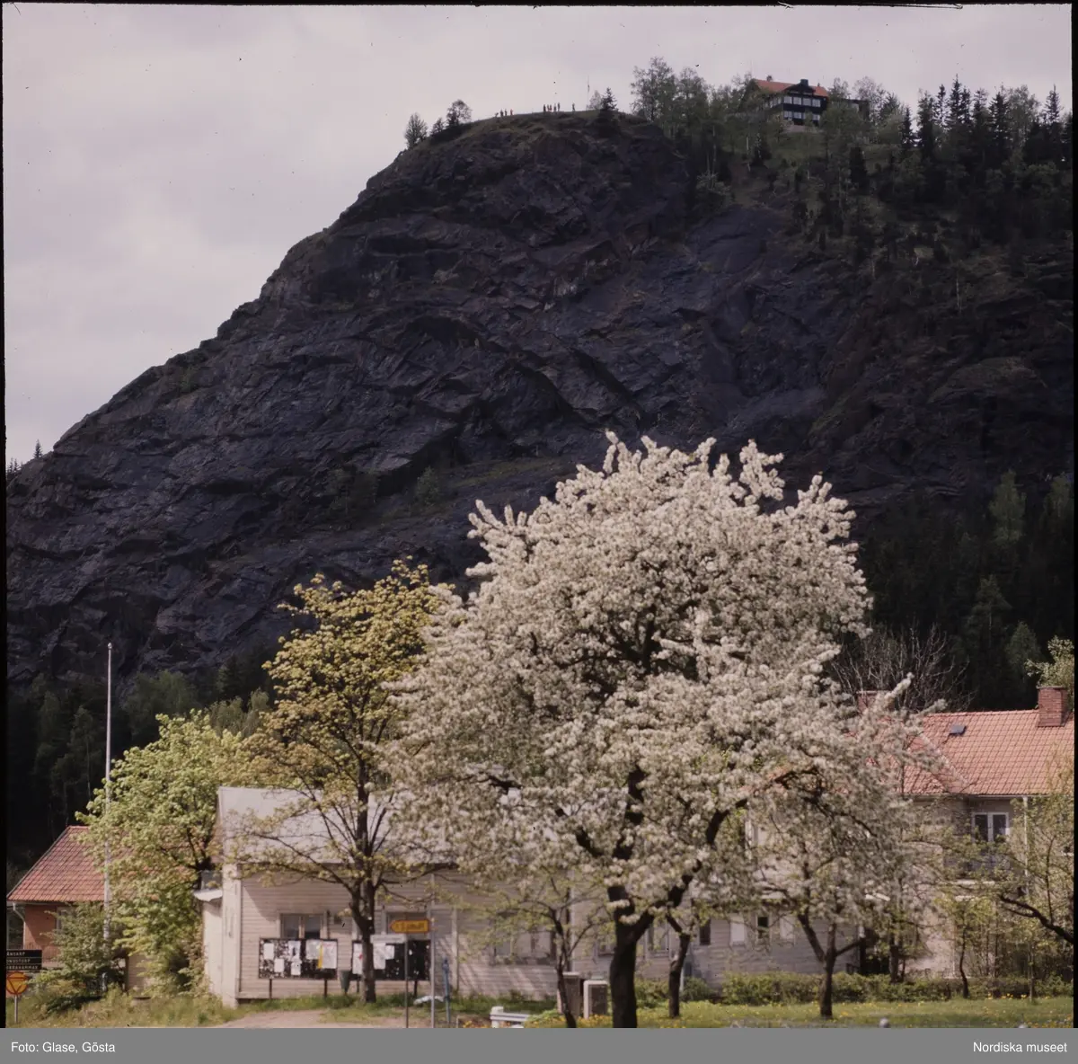 Taberg. Blommande äppelträd. - Nordiska museet / DigitaltMuseum