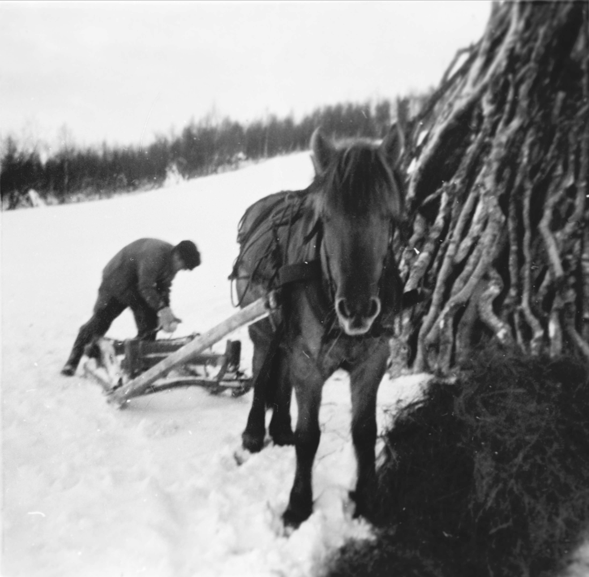Vedkjøring med hest og slede på gården Annamo i Grovfjord. - Sør-Troms ...