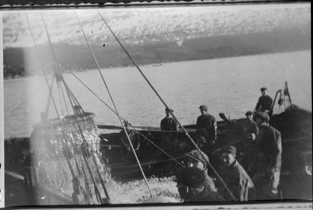 M/S "Svanen" fra Grovfjord håver ombord sild fra snurpenot. Mannskap i ...