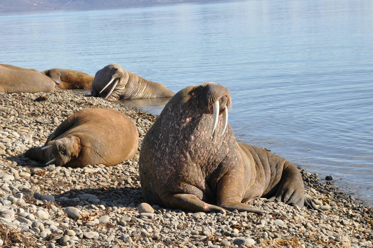 Walrus - Svalbard Museum
