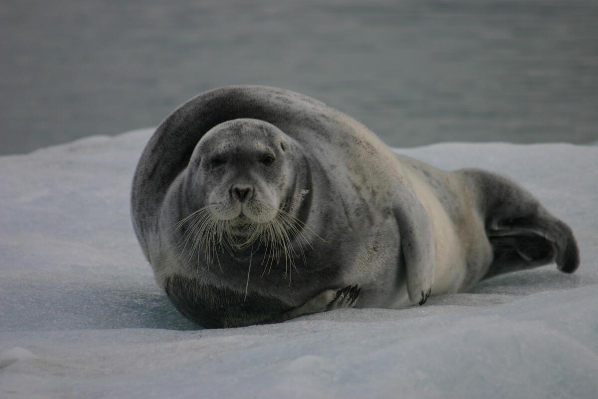 Hval og sel - Svalbard Museum