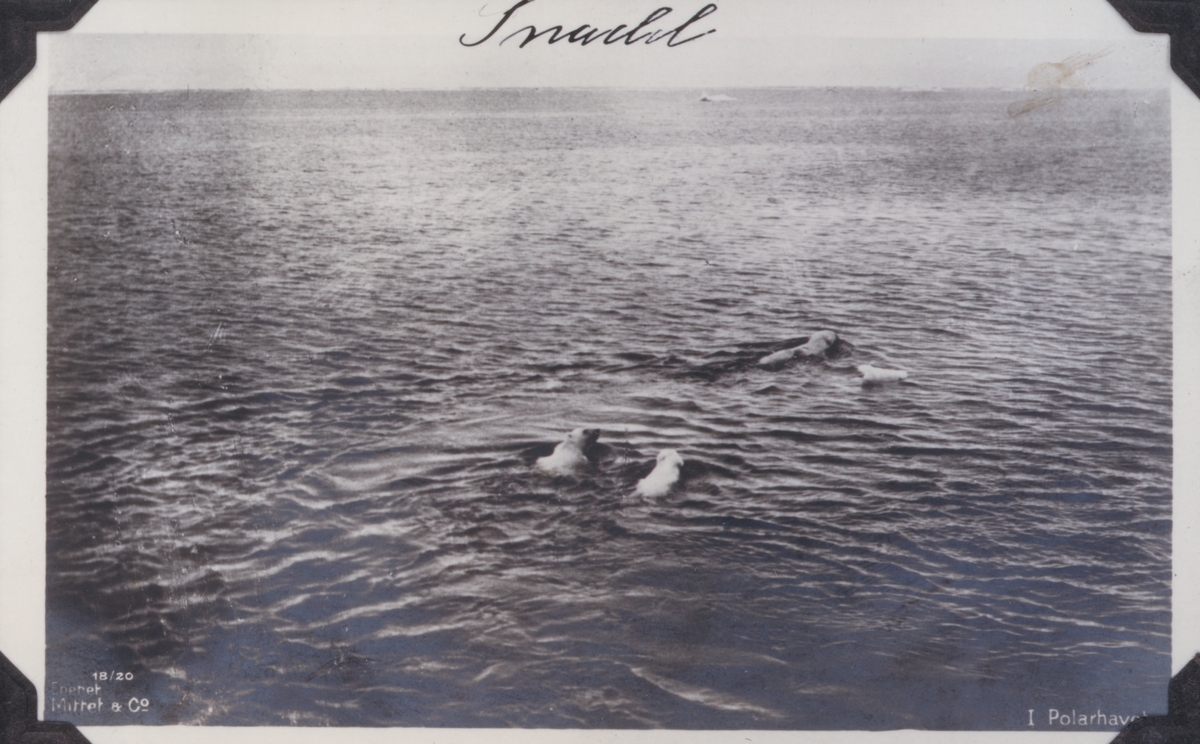 Isbjørn svømmer på havet. Mittet foto . Fra avfotografert album ...