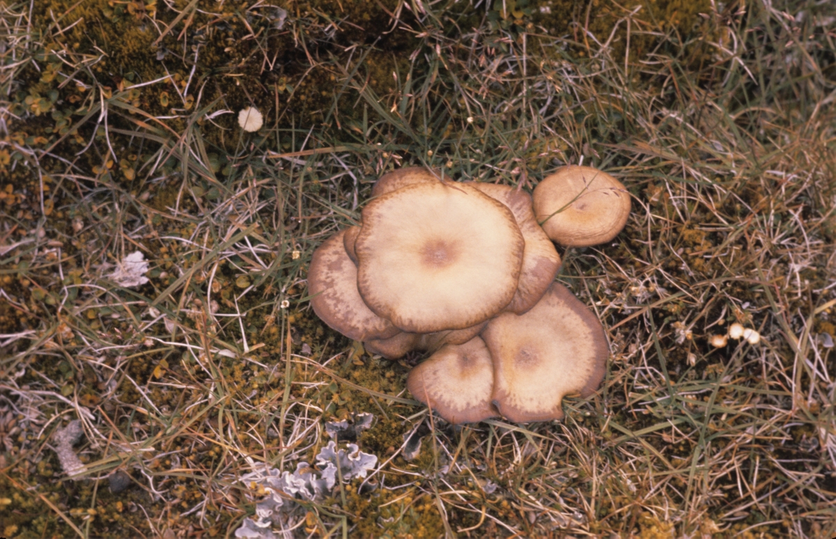Sopp på Svalbard sommeren 1960 - Svalbard museum / DigitaltMuseum
