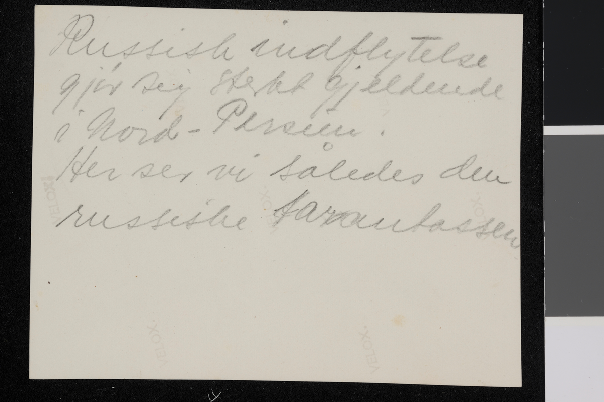 Teppetransport fra Hamadan. Karavan av hester med vogner. Russiske ...