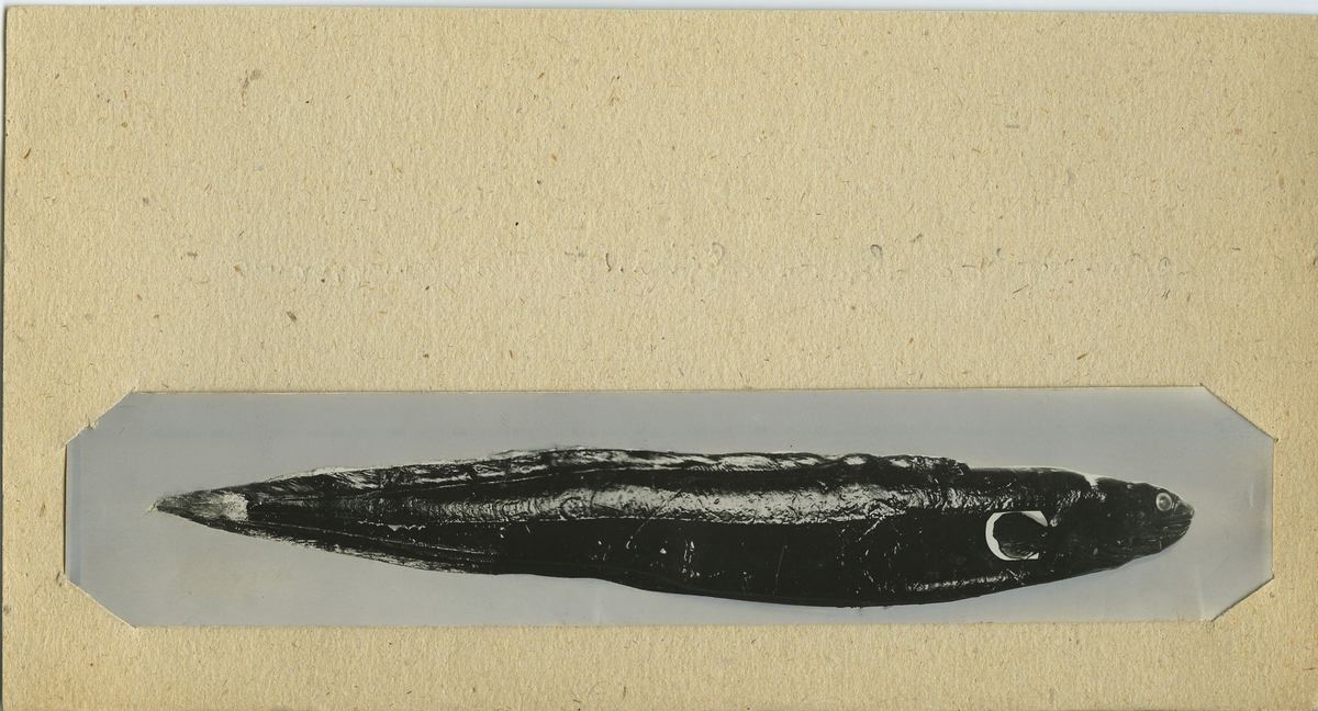 Conger Conger Linnaeus 1758 Leptocephalus Conger Linnaeus