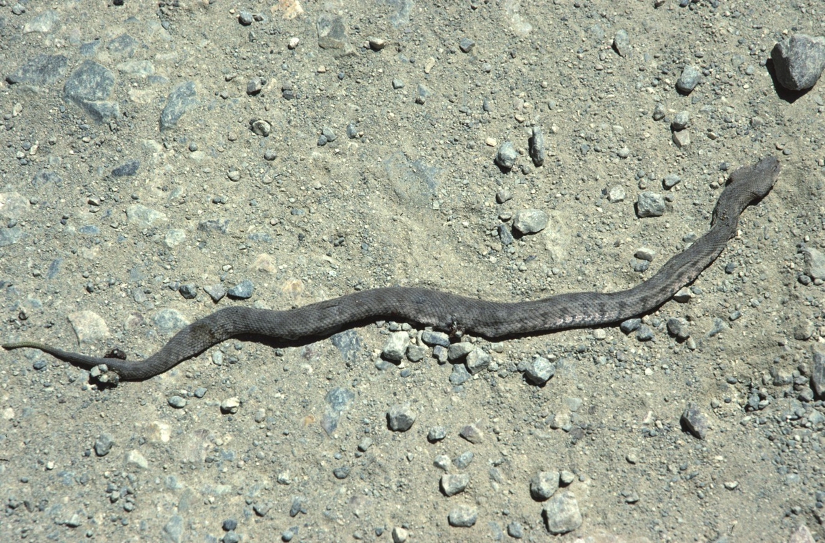 Macrovipera lebetina obtusa - Göteborgs Naturhistoriska Museum ...