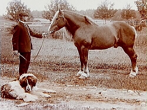 En man med hund och häst. David Selin - Örebro läns museum / DigitaltMuseum