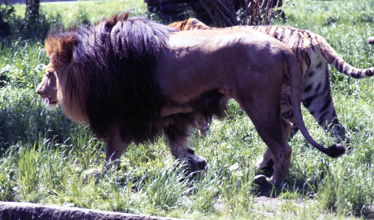 Lejon och tiger på Ölands djurpark. - Kalmar läns museum / DigitaltMuseum