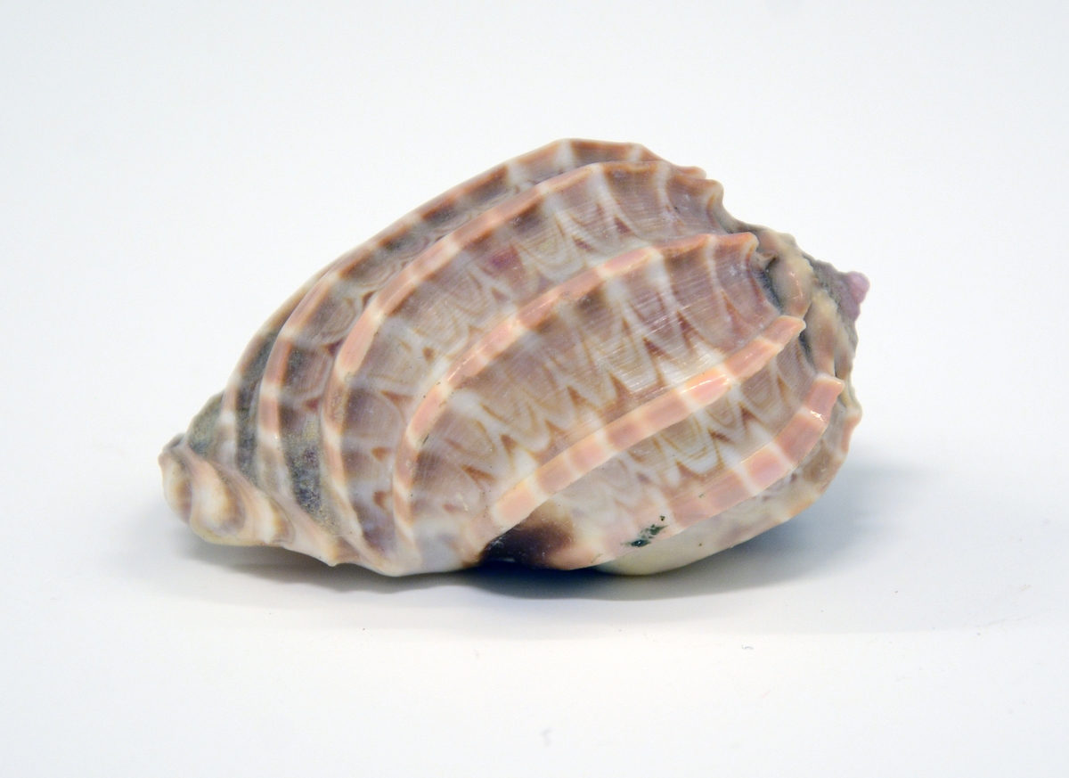 Skjell/musling - Telemark Museum / DigitaltMuseum