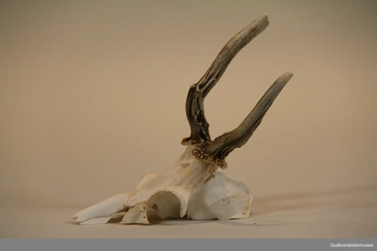 Rådyrgevir - Gudbrandsdalsmusea / DigitaltMuseum