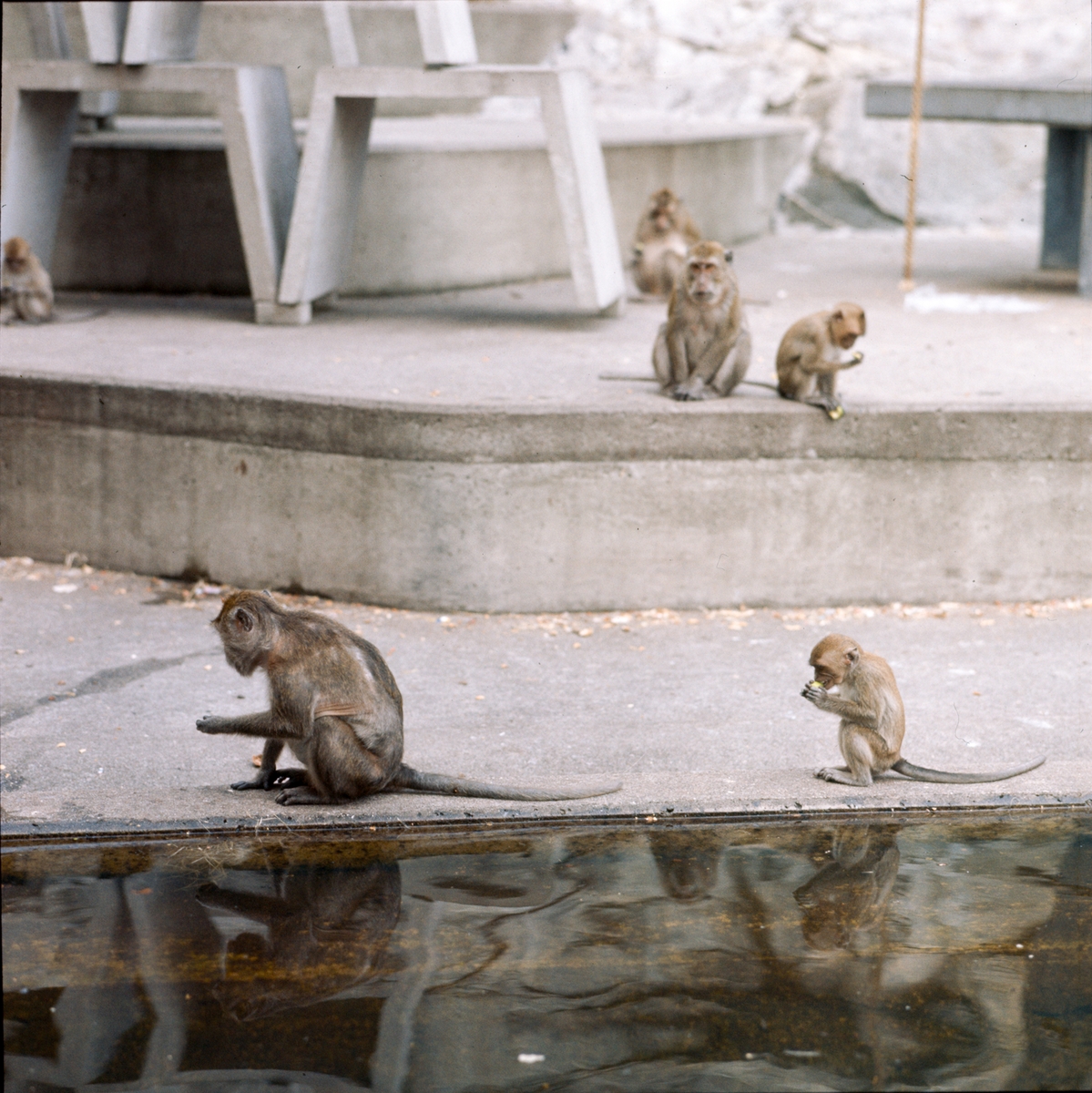 Apor på apberget på Skansen, Krabbmakaker. - Skansen / DigitaltMuseum