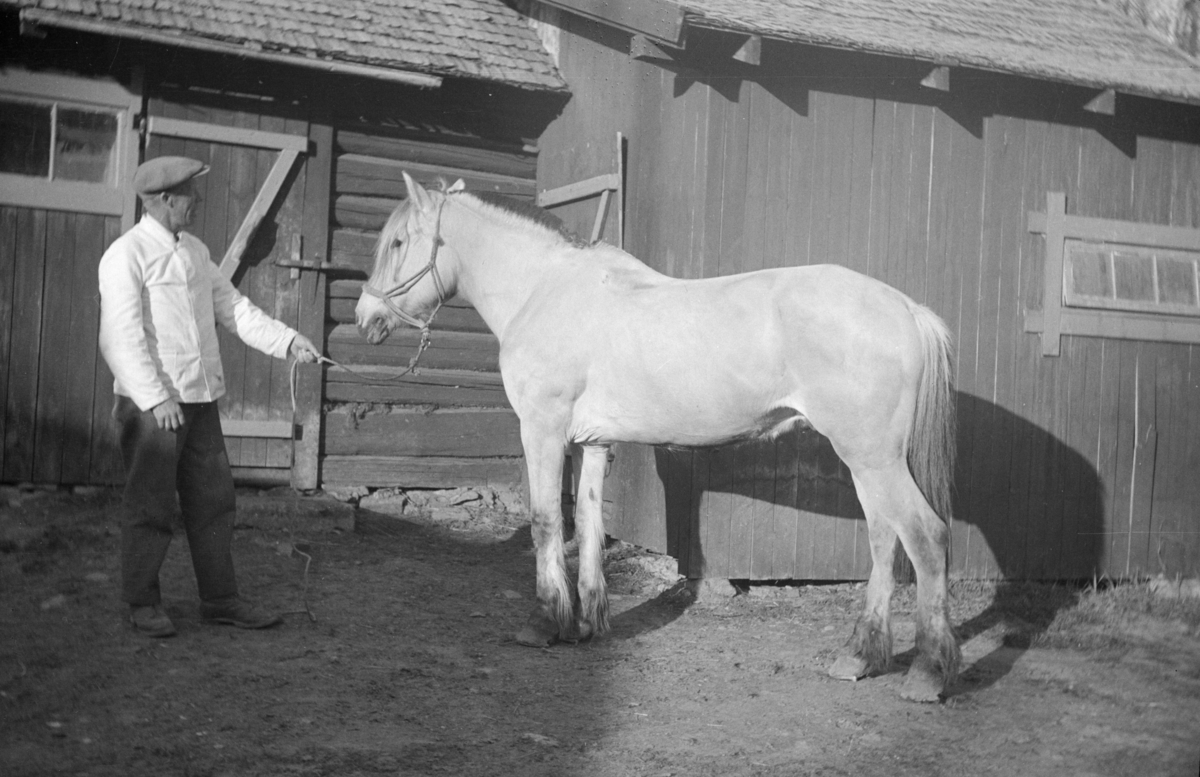 Man med en fjording (fjordhest) - Maihaugen / DigitaltMuseum