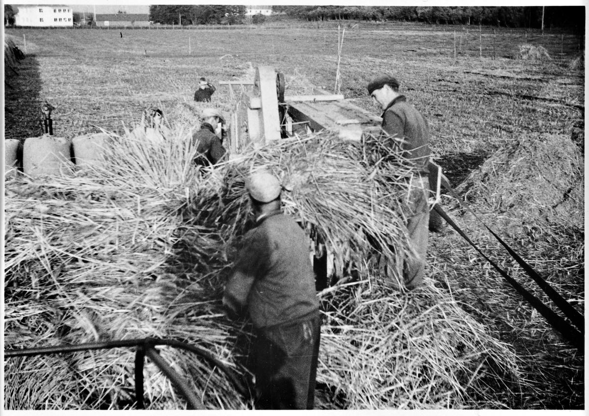 Tresking av korn, Birkeli - Museet kystens arv / DigitaltMuseum
