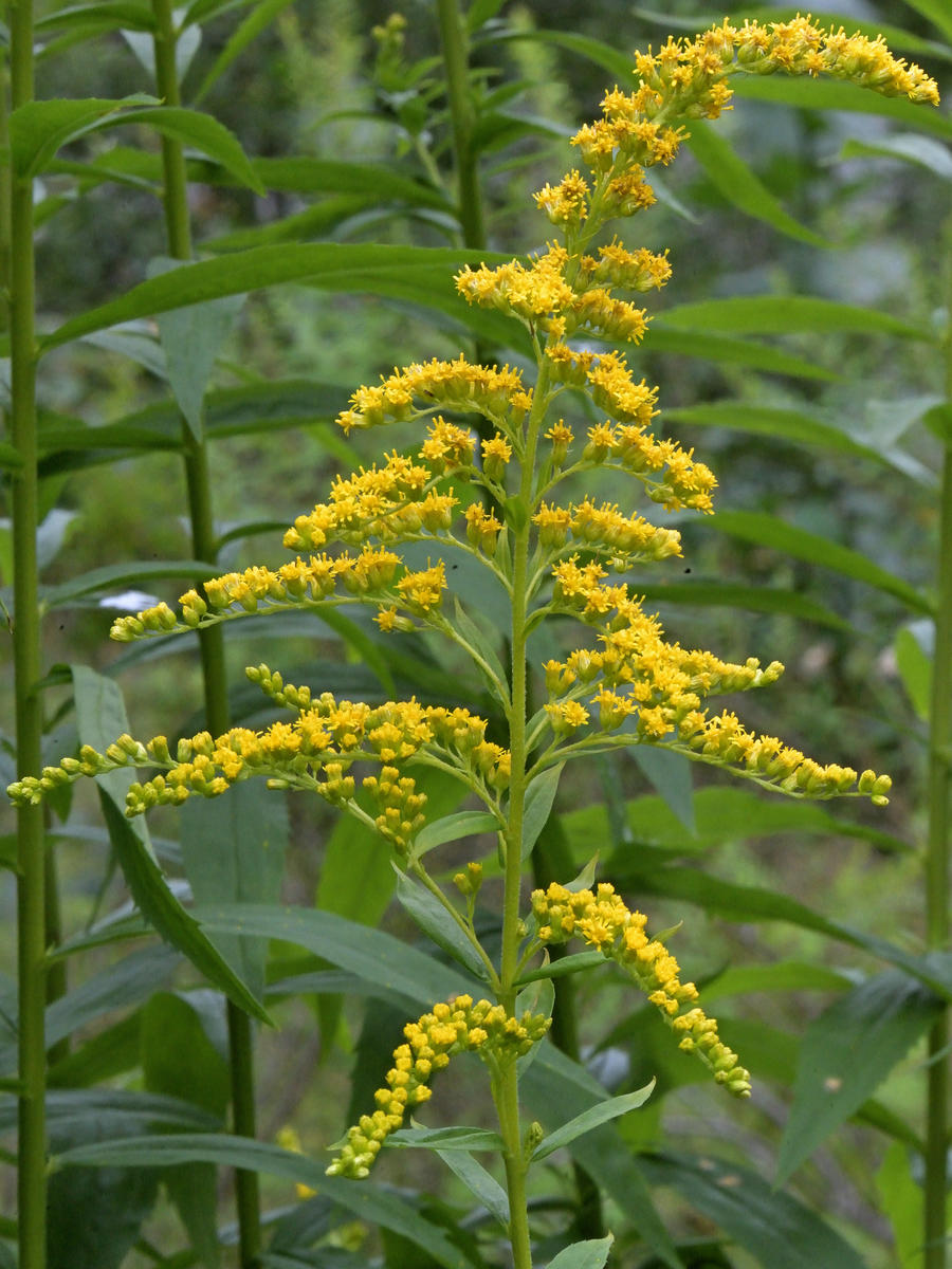 Gullris - Kanadagullris - Asker museum