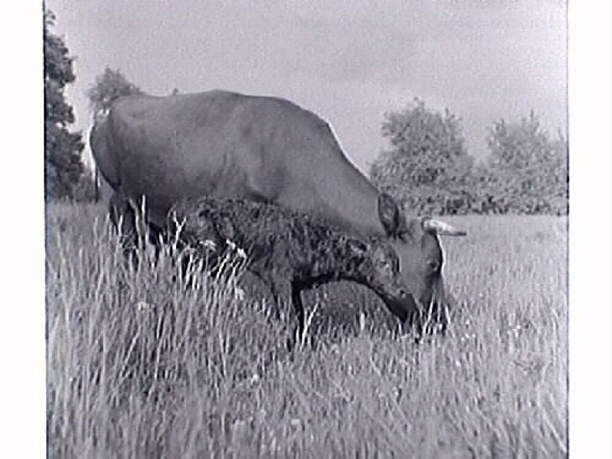 Ko med med nyfödd kalv i hagen. Under sommaren kalvade korna ute ...