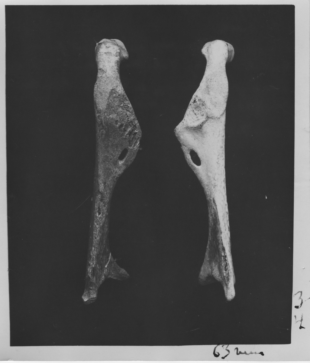 Pinguinus Impennis Linnaeus Alca Inpennis Linnaeus Göteborgs