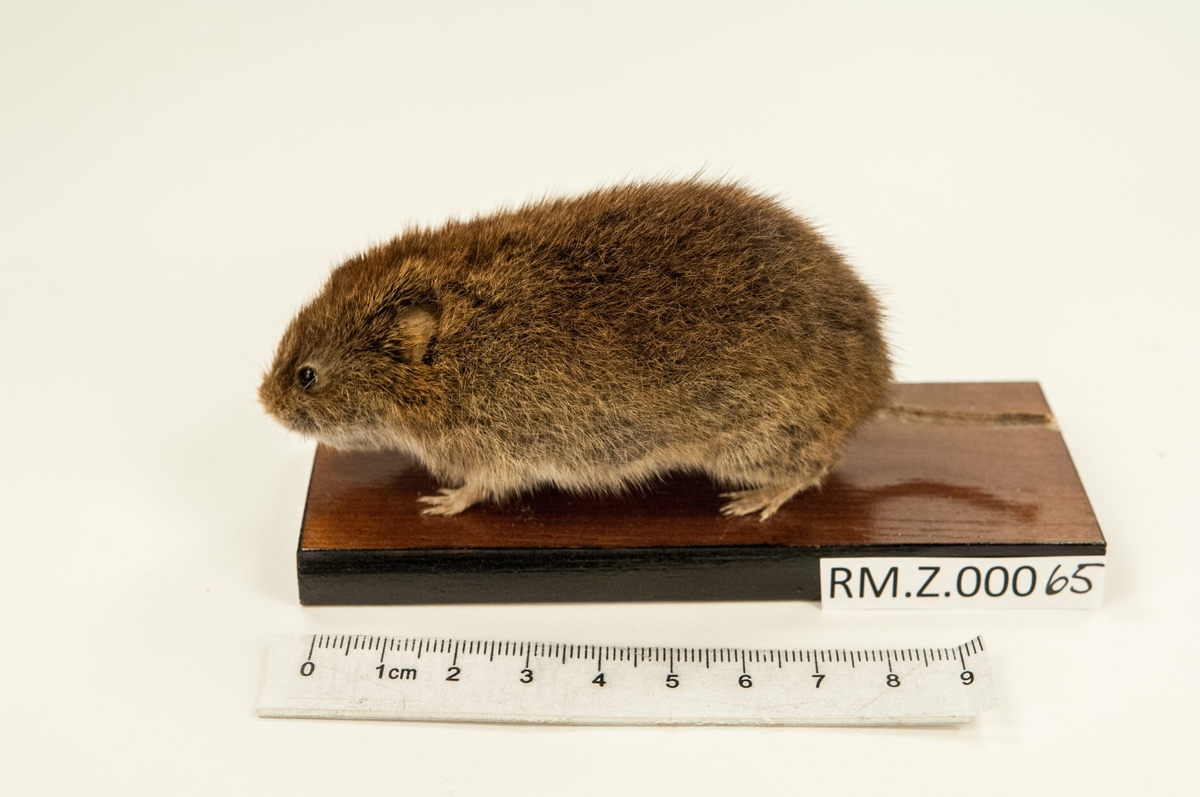 Markmus - Randsfjordmuseet as / DigitaltMuseum