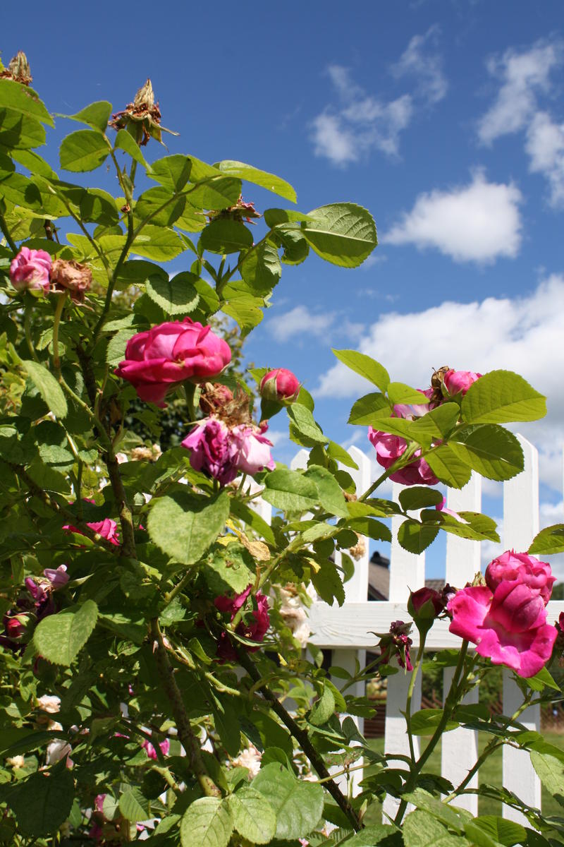 Historiske roser - Kvinnemuseet