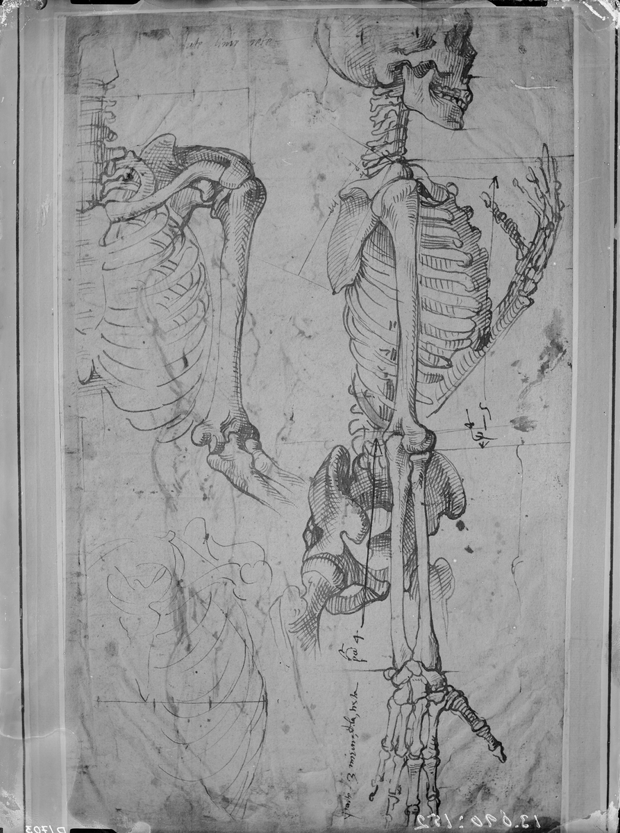 Konst-Anatomi Michel Angelo. Original finns på National Museum. Typer ...