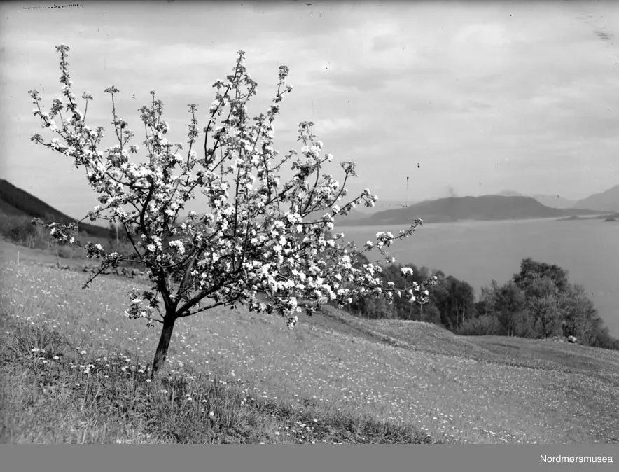Naturfoto av fotograf John Myren. Datering er ukjent, men trolig ...