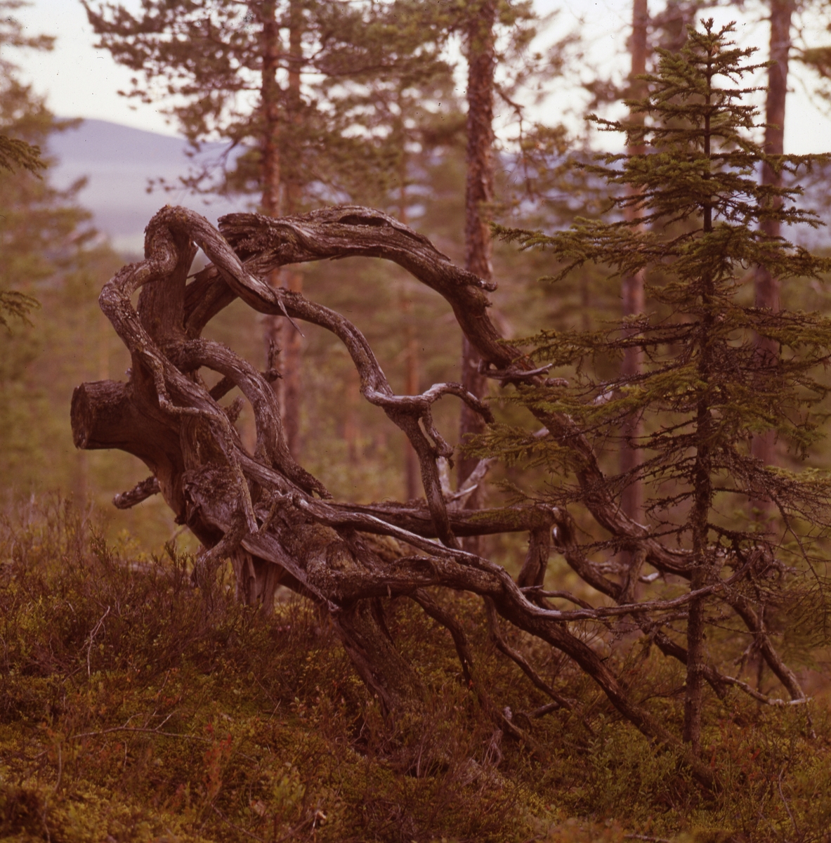 En krokig torrake i skogen. - Hälsinglands Museum / DigitaltMuseum