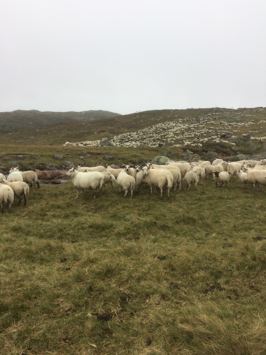 Samling av sauer frå heia. 5000 sauer blir samla ved Flåtå ved ...