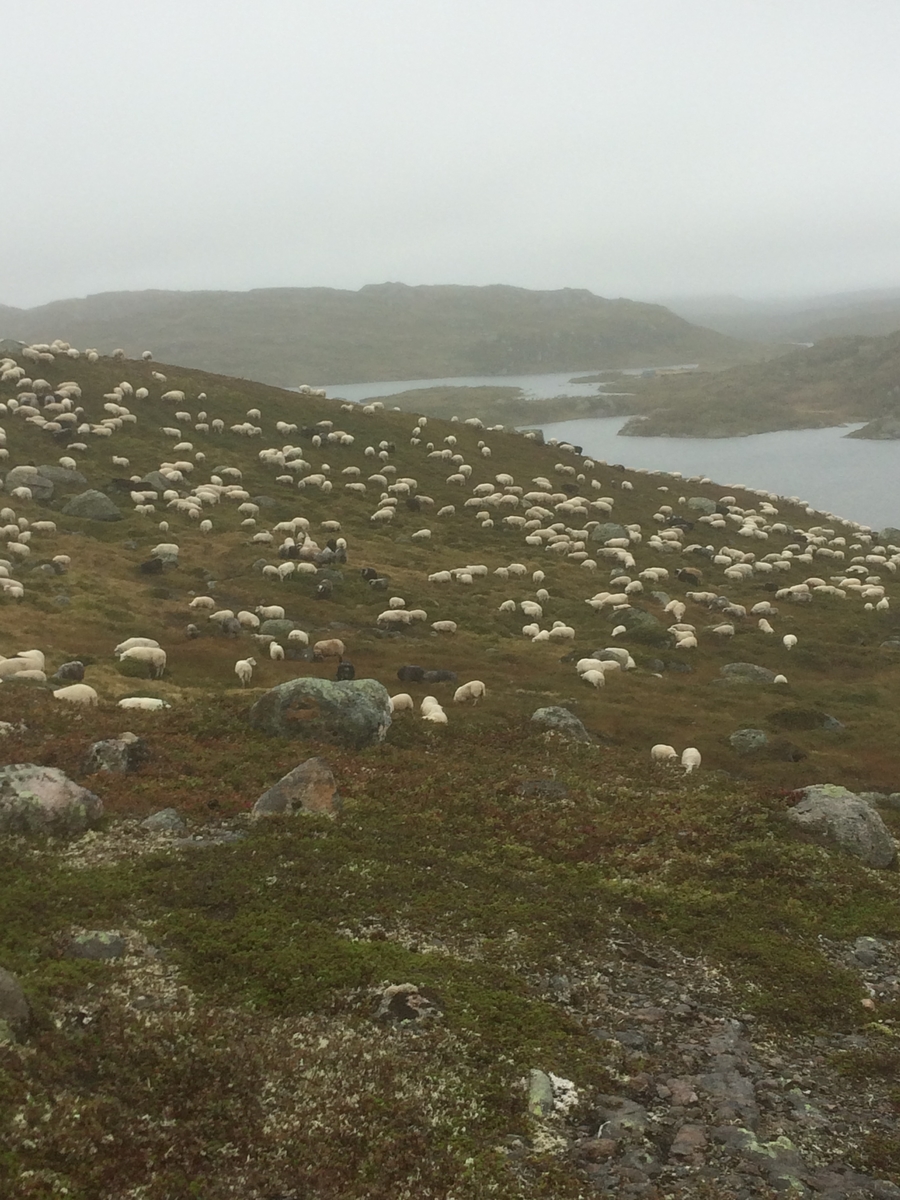Samling av sauer frå heia. 5000 sauer blir samla ved Flåtå ved ...