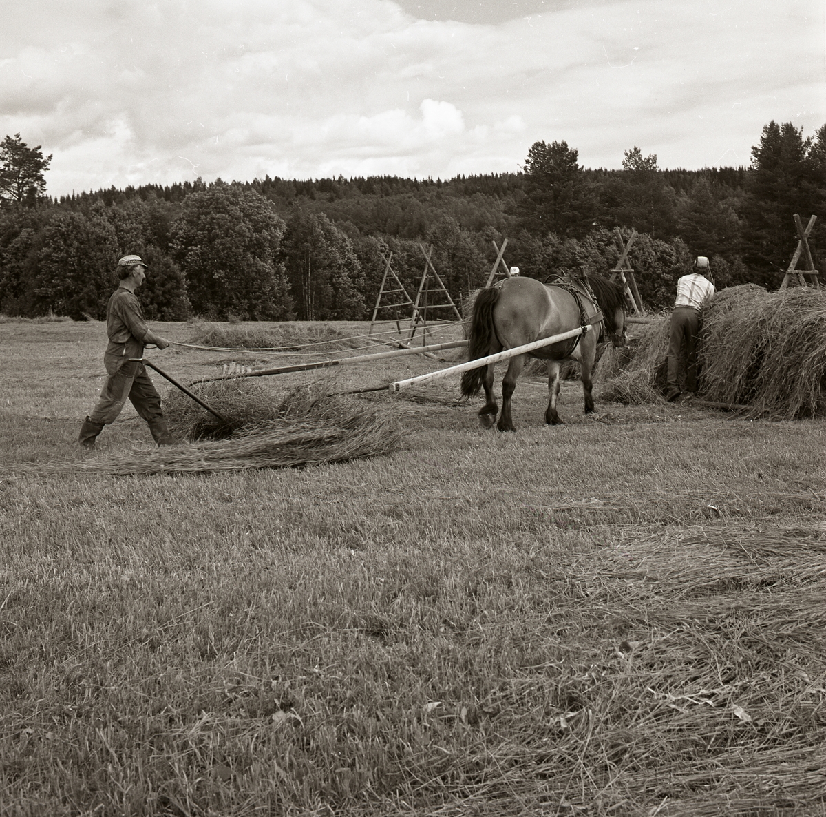 En slåtterarbetare drar ihop hö med hjälp av en häst i Hanaberg, 1974 ...
